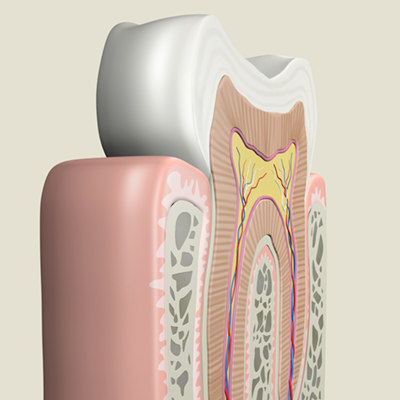 3ds max tooth anatomy
