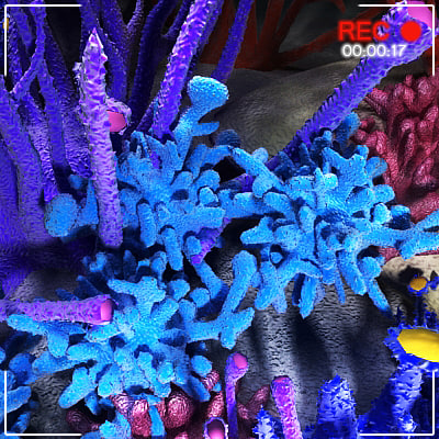 set corals sea 3d model