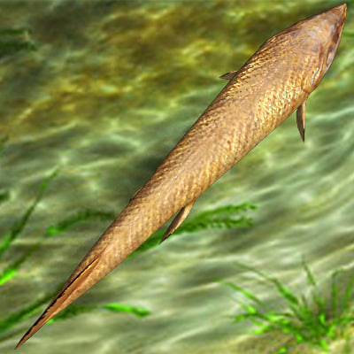 maya tiktaalik prehistoric fish