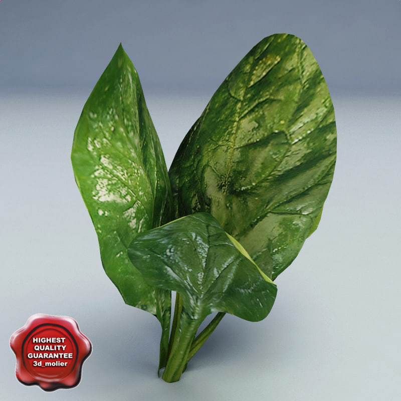 3d spinach modelled