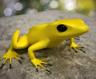 3d exotic frogs model