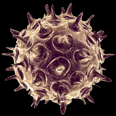 varicella zoster virus 3d model
