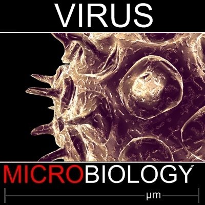 3d mumps virus model