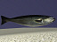 coalfish fish 3d model