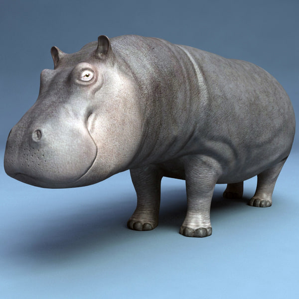 3d model hippo modelled