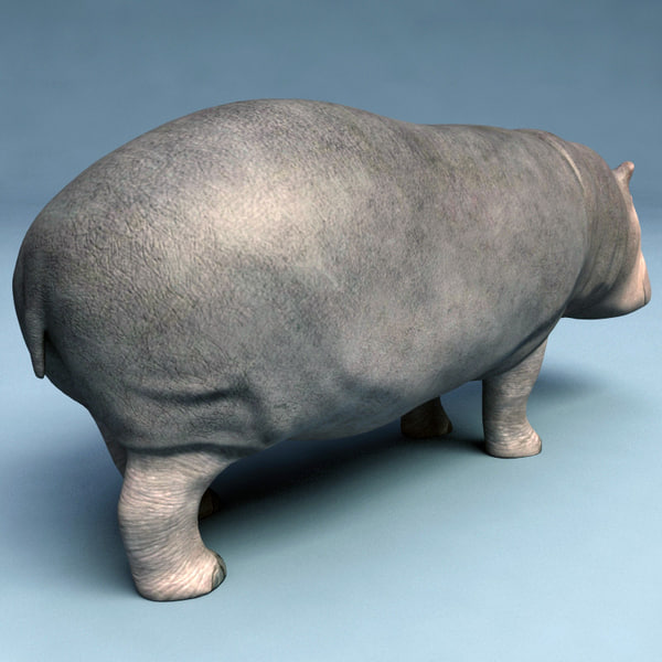 3d model hippo modelled