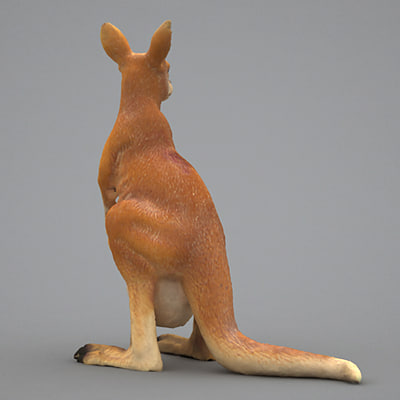 kangaroo 3d model