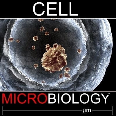 antibodies realistic biological 3d model