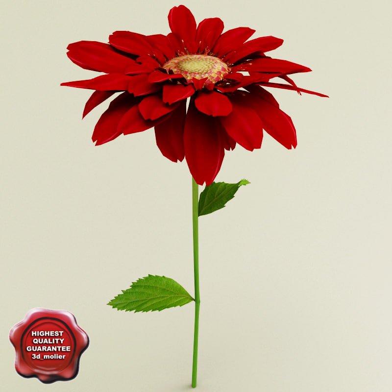 gerbera modelled 3d model