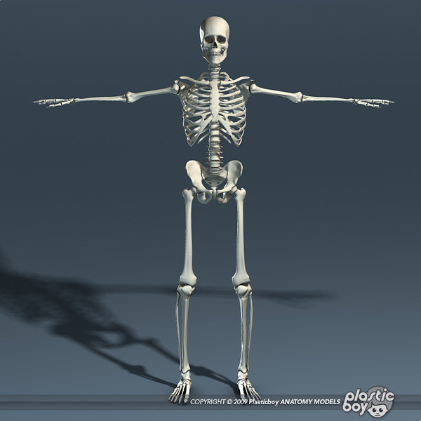 3d medically muscular skeleton model