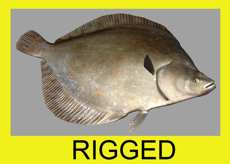 3d plaice flatfish