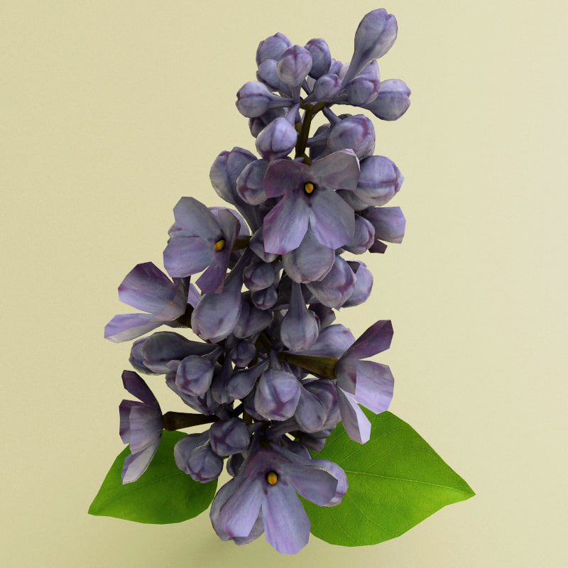 lilac flower 3d model