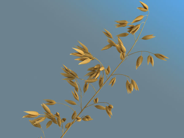 3d model of oats