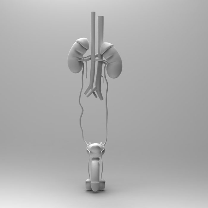 3d model human kidney