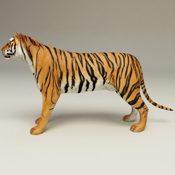 3d tiger modelled model