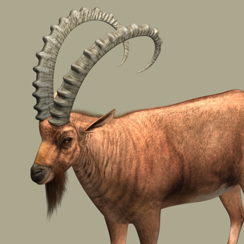 nubian ibex 3d model