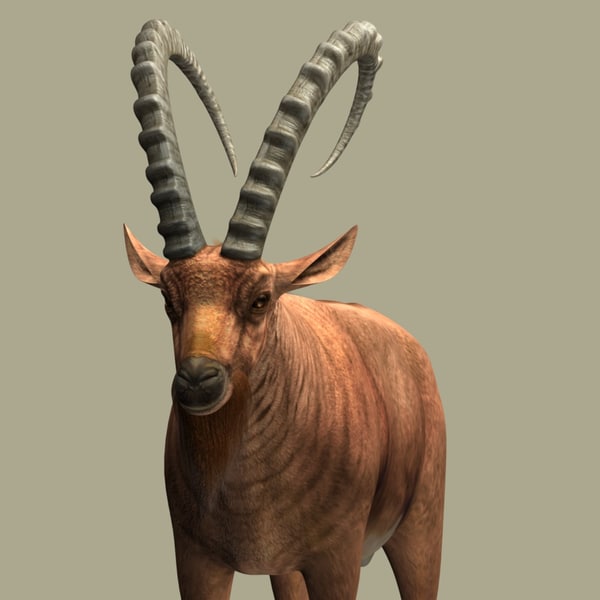 nubian ibex 3d model