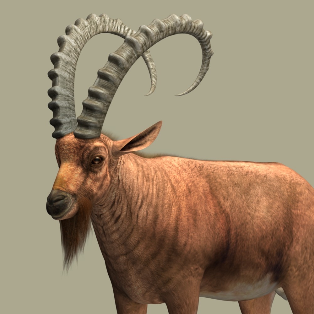 nubian ibex 3d model