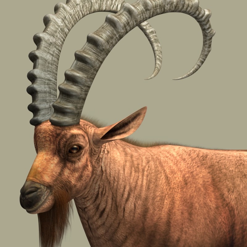 nubian ibex 3d model