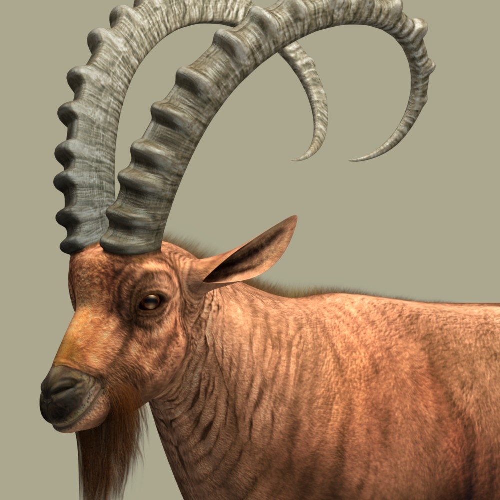 nubian ibex 3d model
