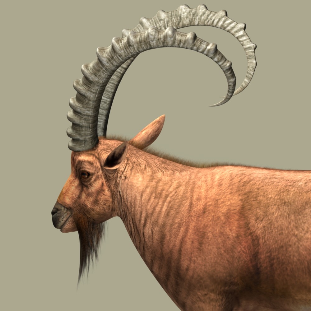 nubian ibex 3d model