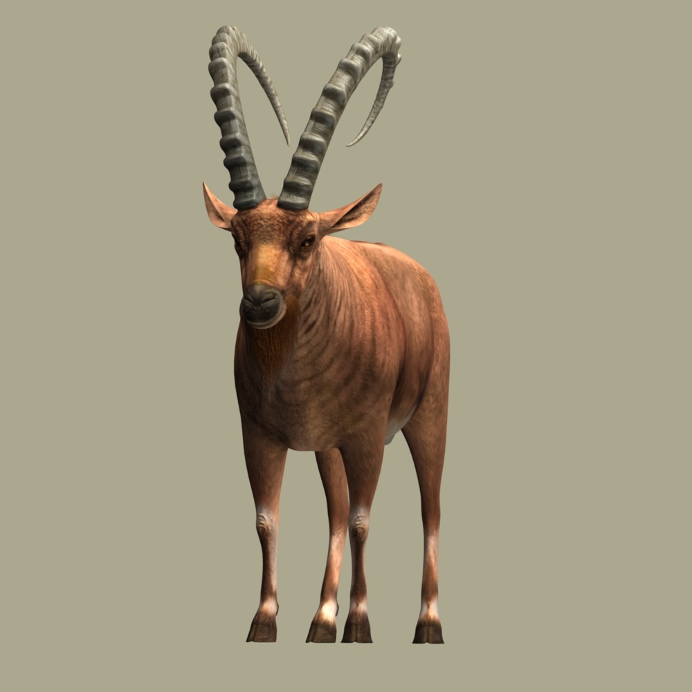 nubian ibex 3d model