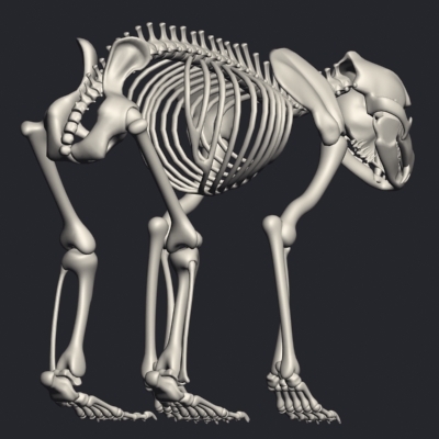 bear skeleton max