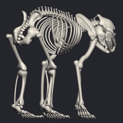 bear skeleton max