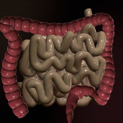 3d model realistic colon