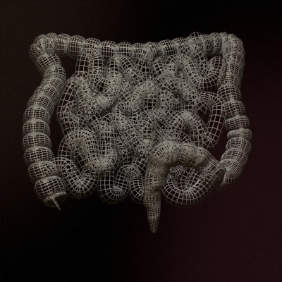 3d model realistic colon