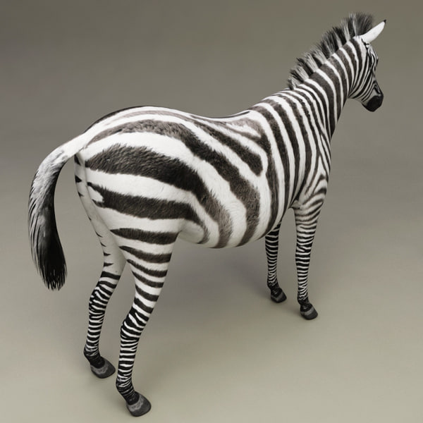 3d model zebra modelled