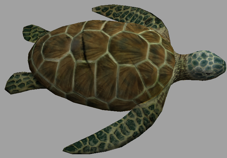 3d turtle realistic sea