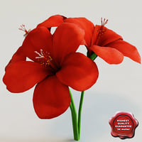 flower hibiscus 3d model