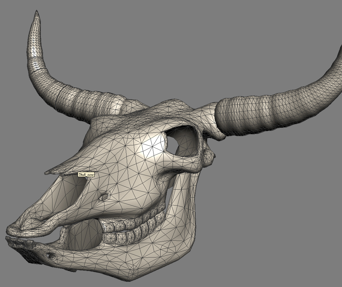 3d cow skull model