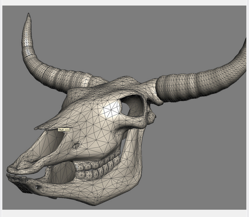 3d cow skull model