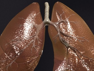 realistic lungs 3d max