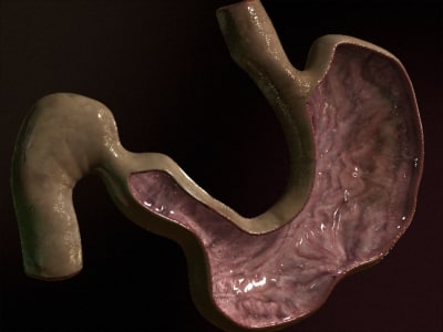3d realistic stomach model