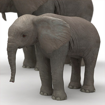 baby elephant 3d model