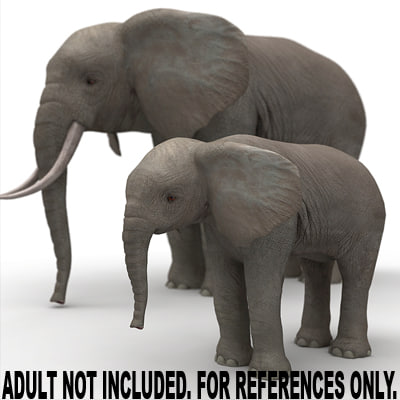 baby elephant 3d model