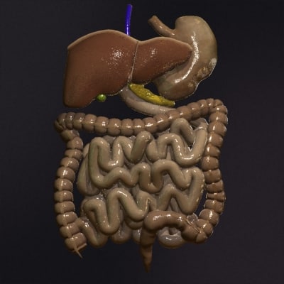 3ds max realistic human digestive