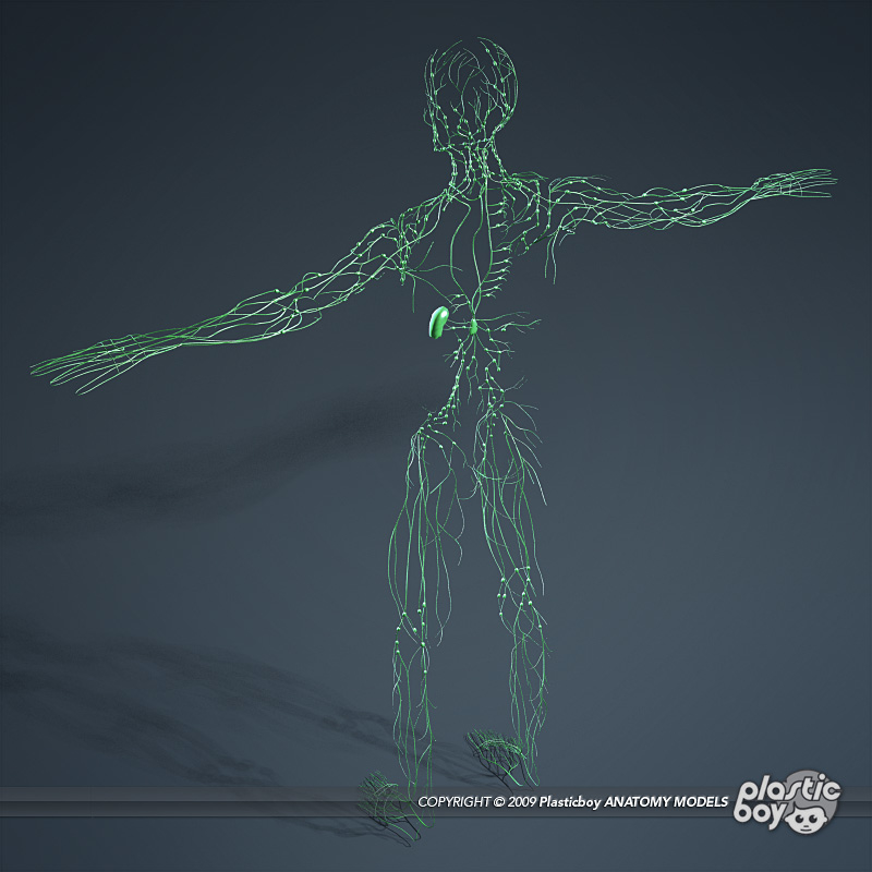 3ds max human lymphatic lymph