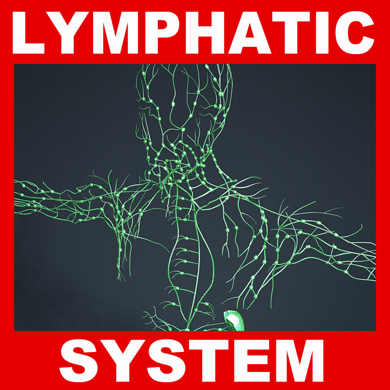 3ds max human lymphatic lymph