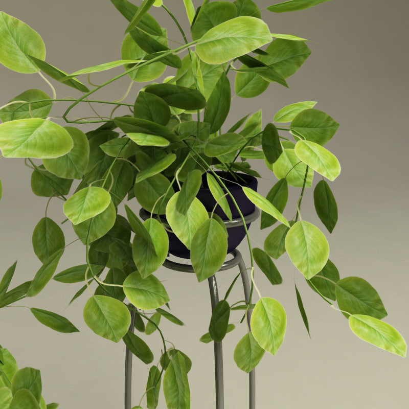 3d model home plant v2