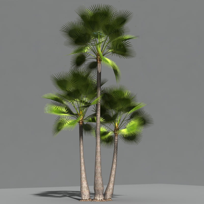 3d palm tree