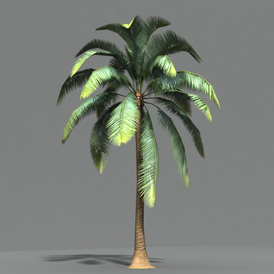 3d palm tree