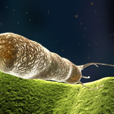 3d helicobacter pylori model