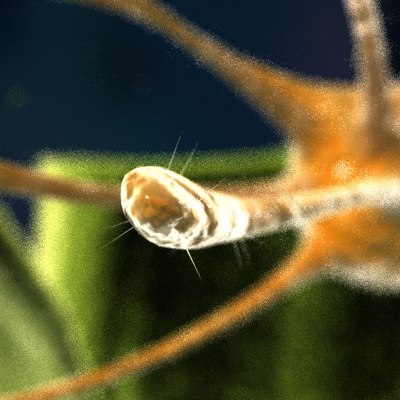 3d helicobacter pylori model