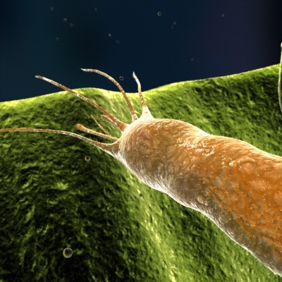 3d helicobacter pylori model