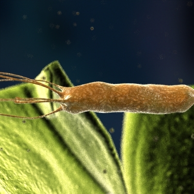 3d helicobacter pylori model