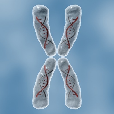 x chromosome 3d max